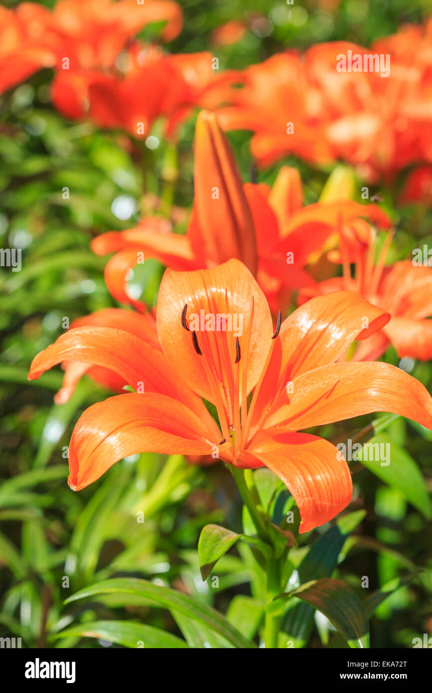 lily flower in the garden Stock Photo - Alamy