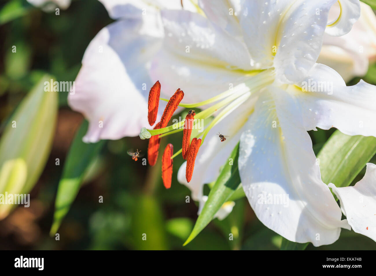 lily flower in the garden Stock Photo - Alamy