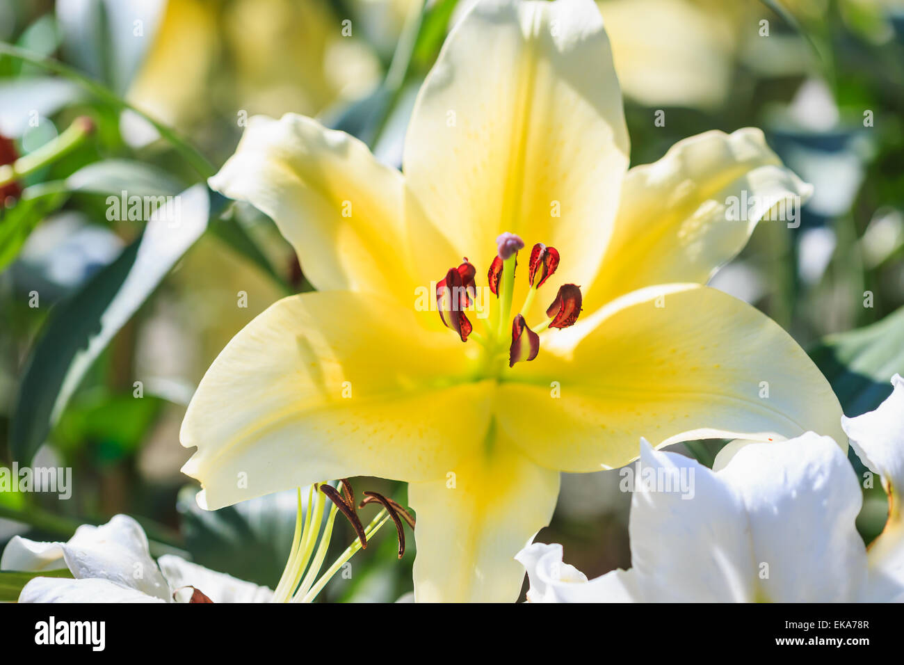 lily flower in the garden Stock Photo - Alamy