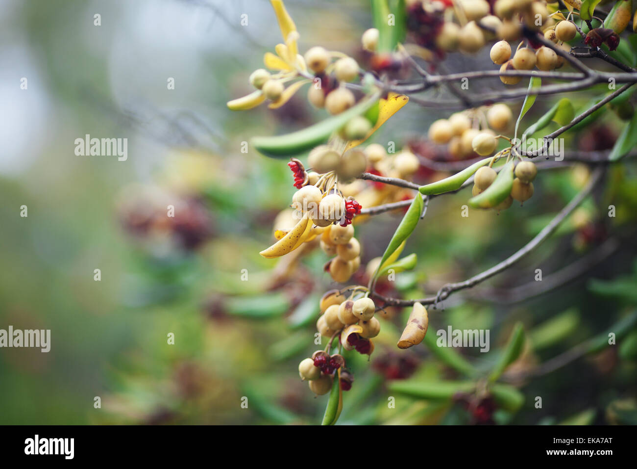 tropical fruits on a tree branch Stock Photo - Alamy