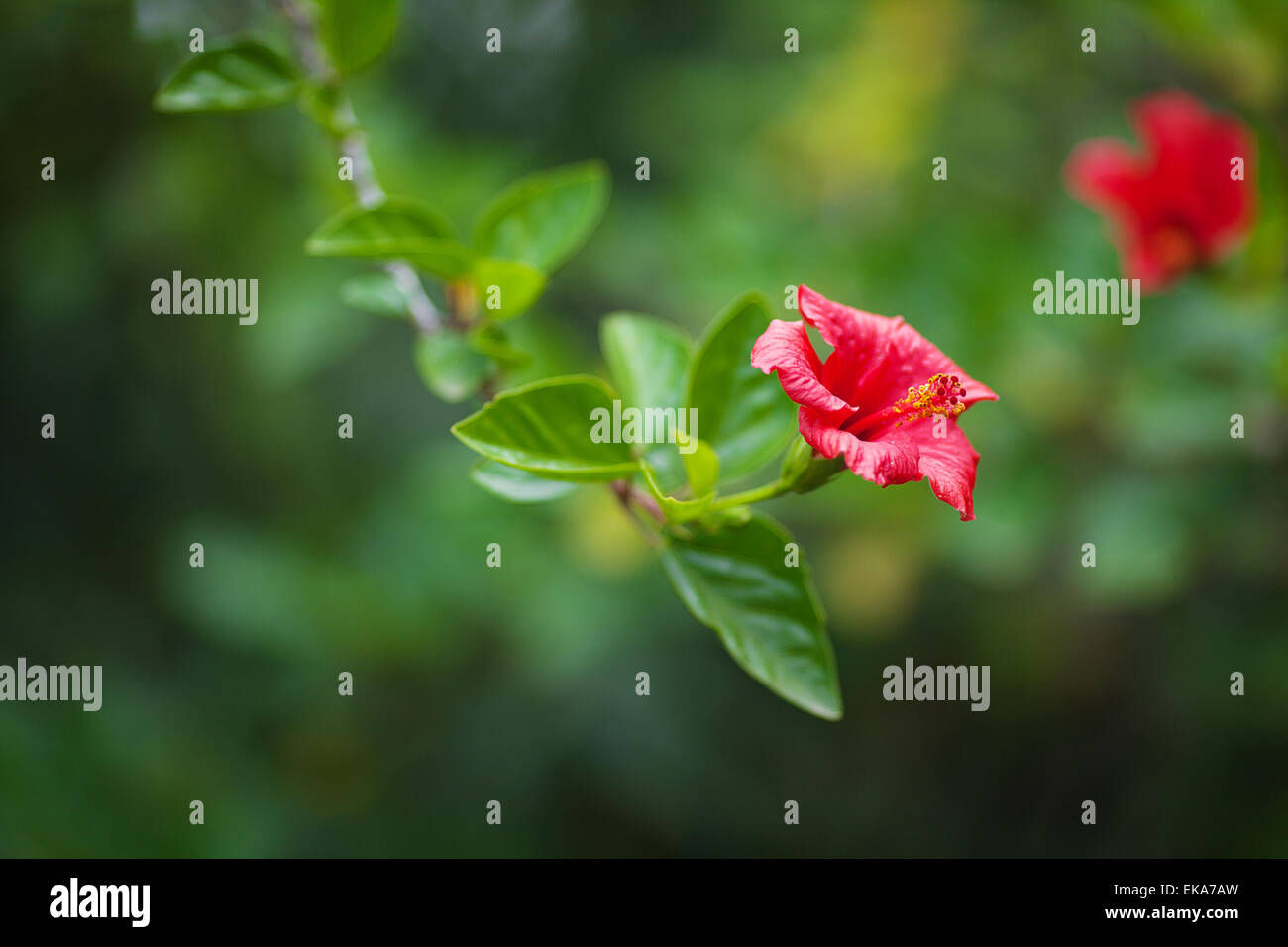 Single red rose on tree hi-res stock photography and images - Alamy