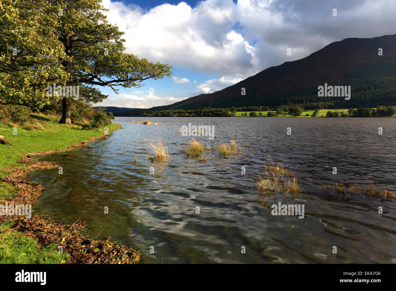 Cumbria Natural History High Resolution Stock Photography and Images ...
