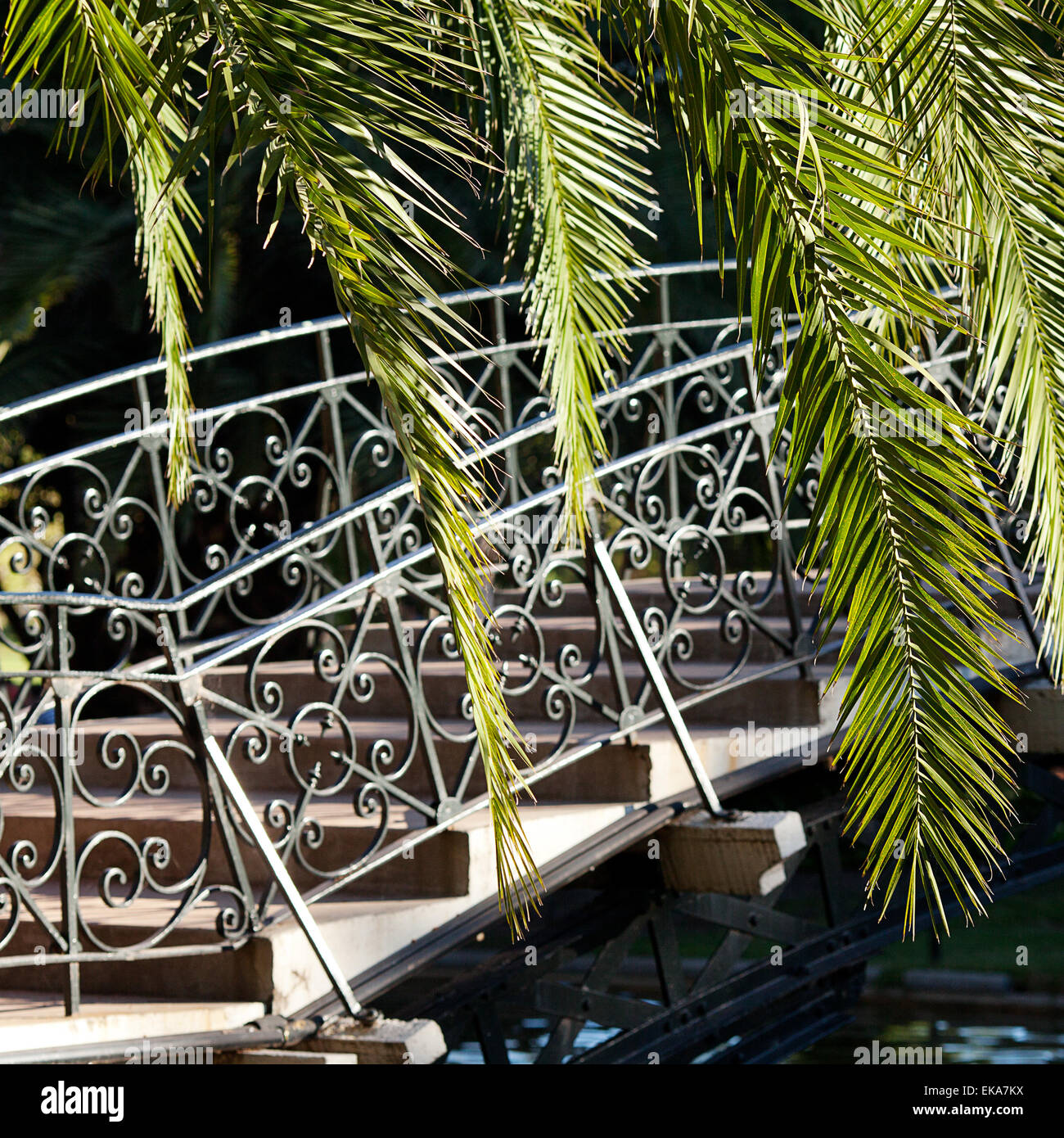 leaf of palm tree in sunlight and bridge Stock Photo - Alamy