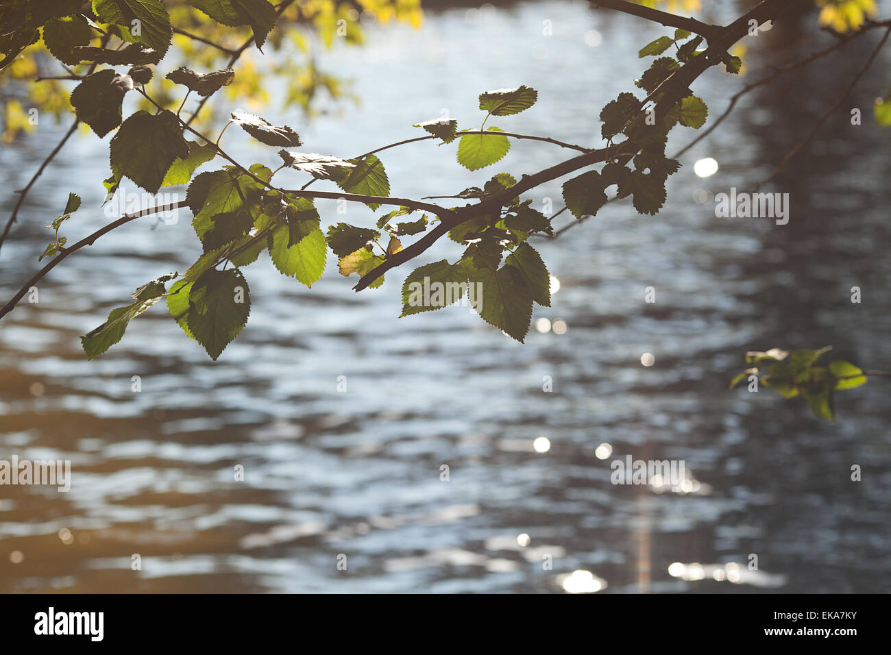 brunch of tree in sunlight and water Stock Photo - Alamy