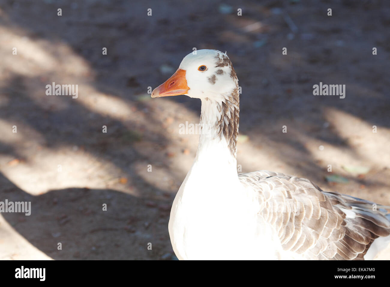 beautiful white goose in nature Stock Photo - Alamy