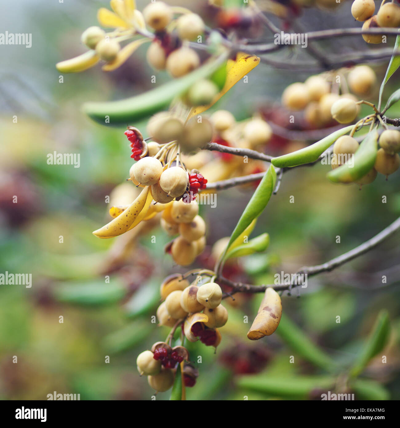 tropical fruits on a tree branch Stock Photo - Alamy