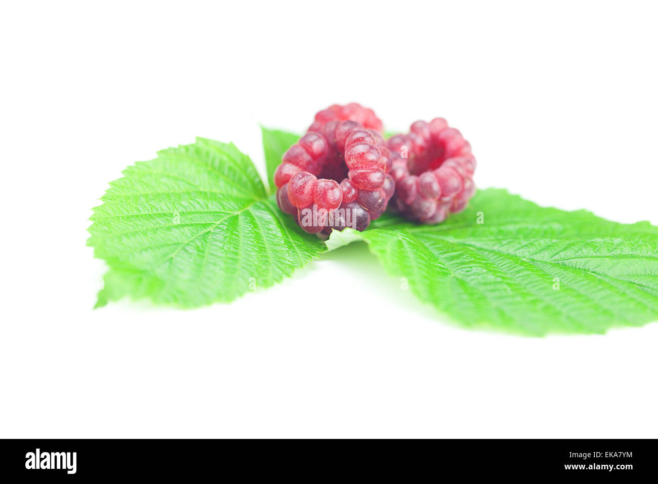 Raspberries and green leaves on white background Stock Photo - Alamy