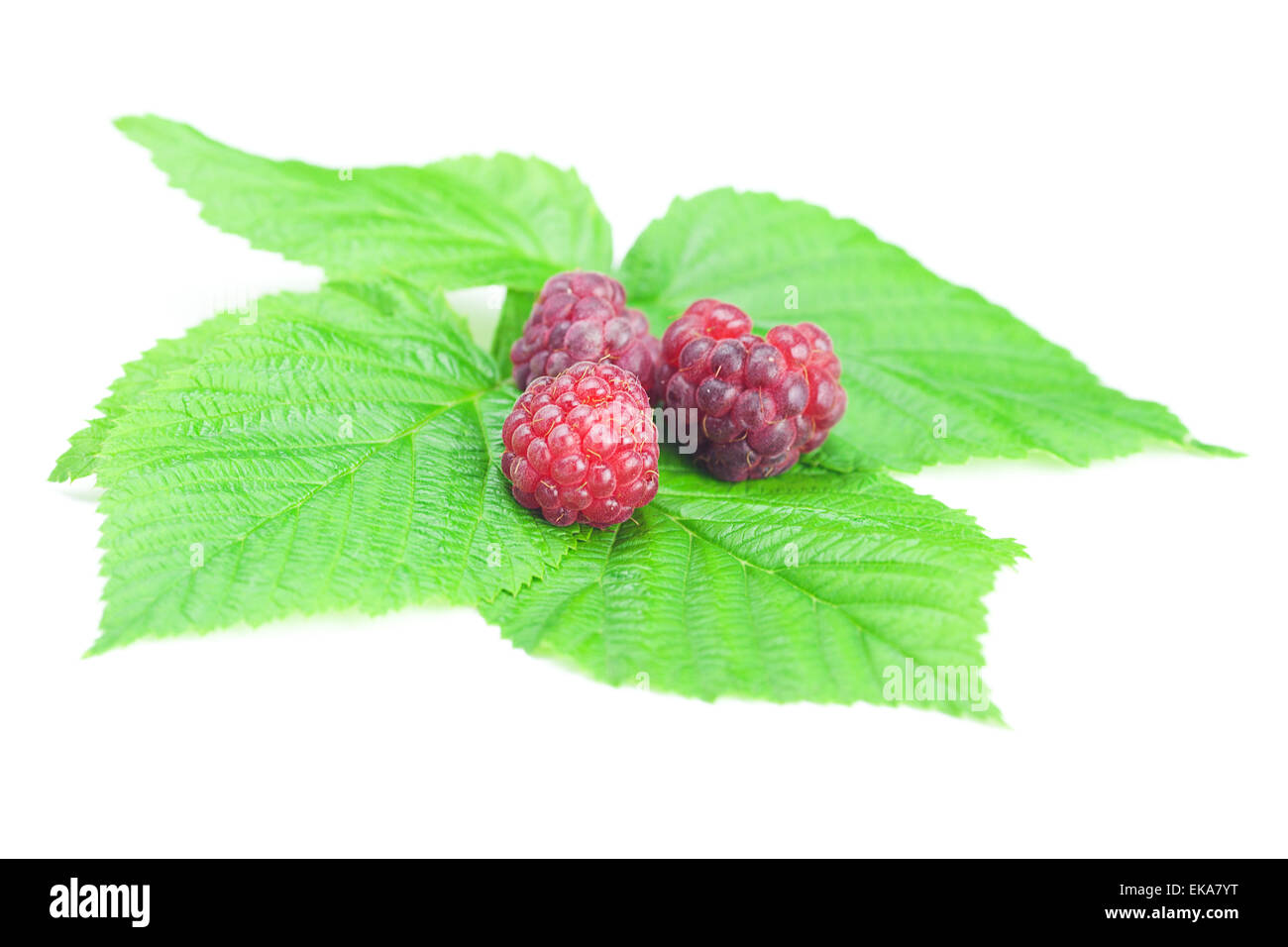Raspberries and green leaves on white background Stock Photo - Alamy