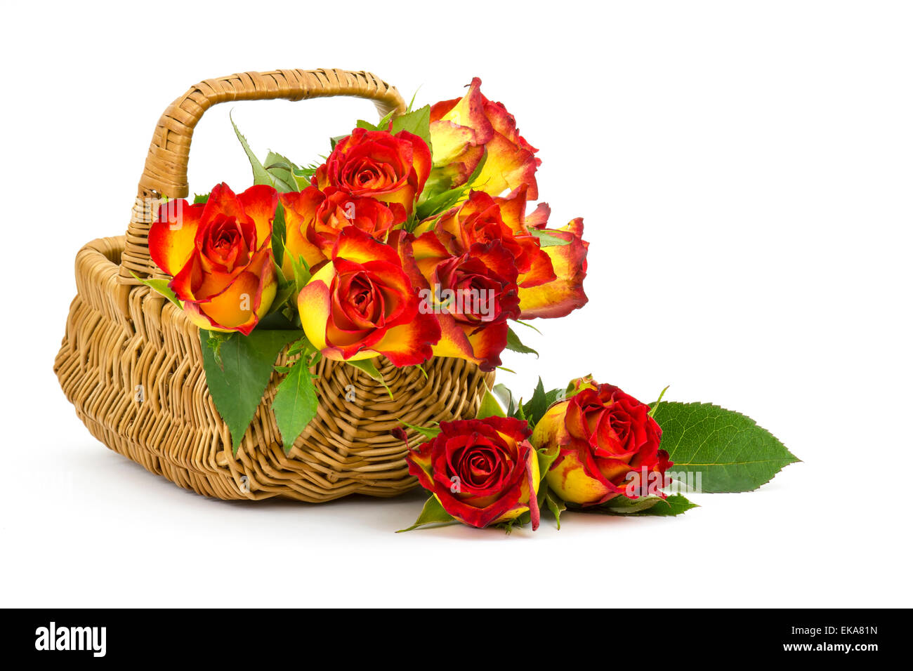 Yellow red roses in Cut Out Stock Images & Pictures - Alamy
