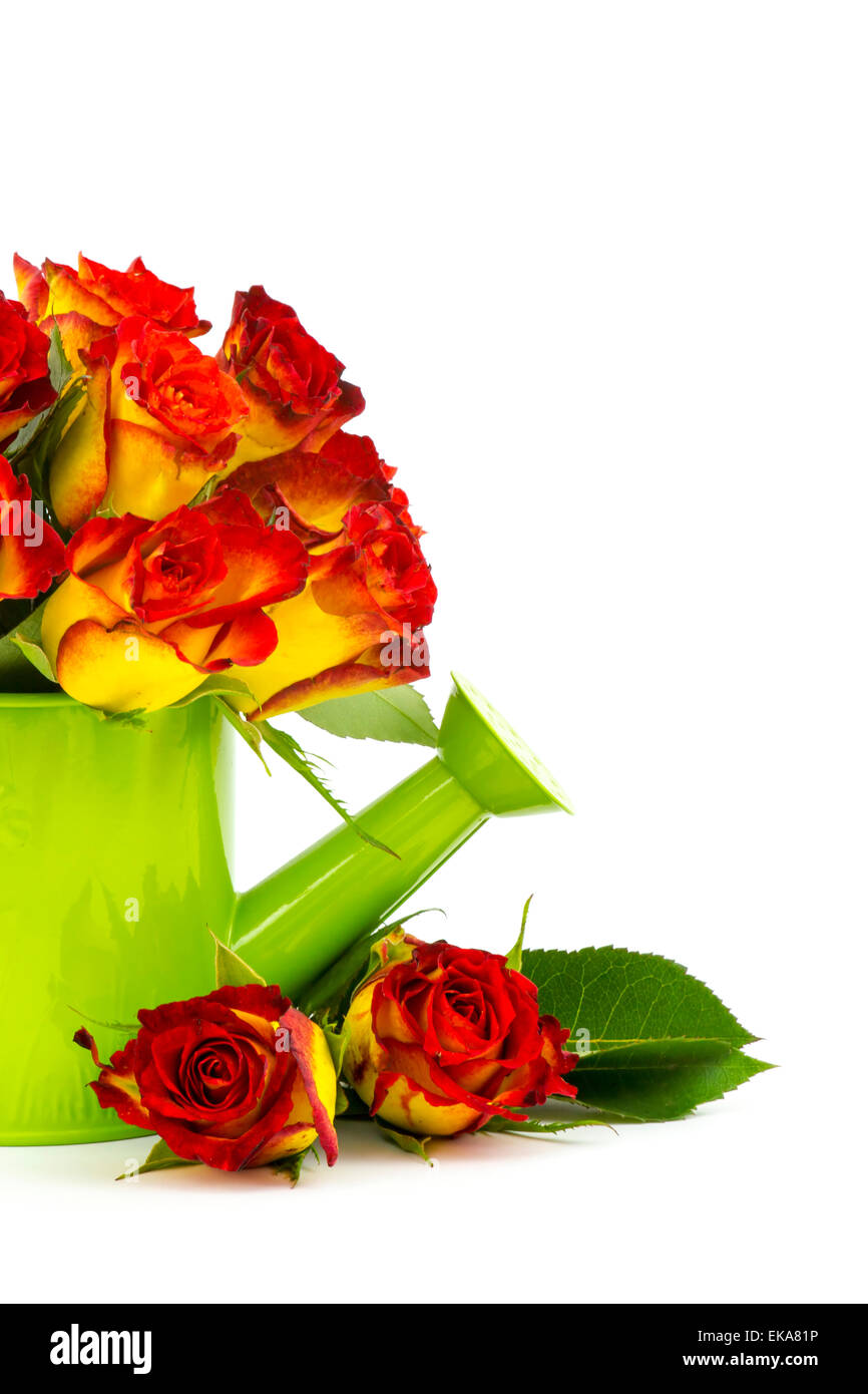 red and yellow roses Stock Photo - Alamy