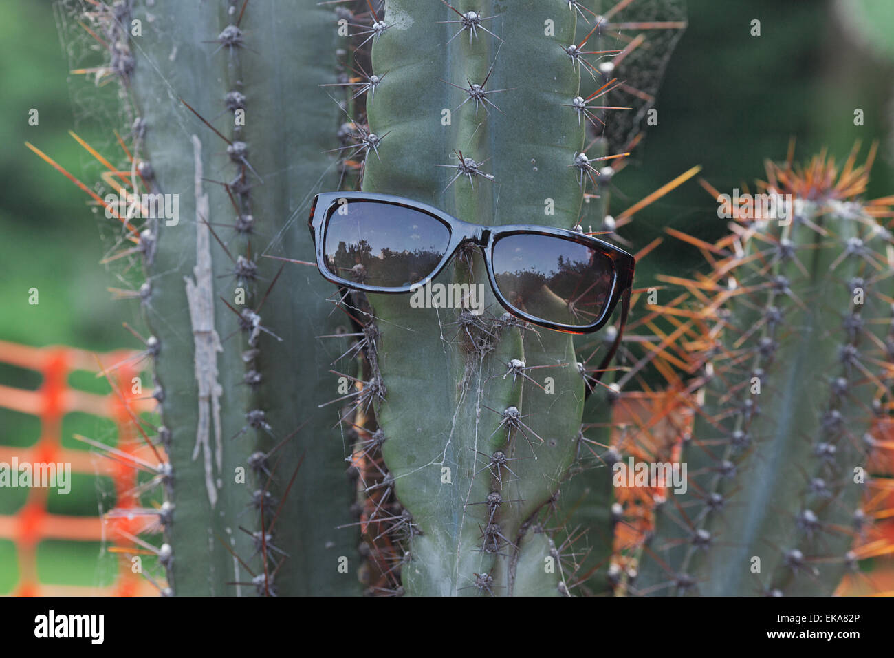 large cactus with sunglasses against a background of trees Stock Photo ...