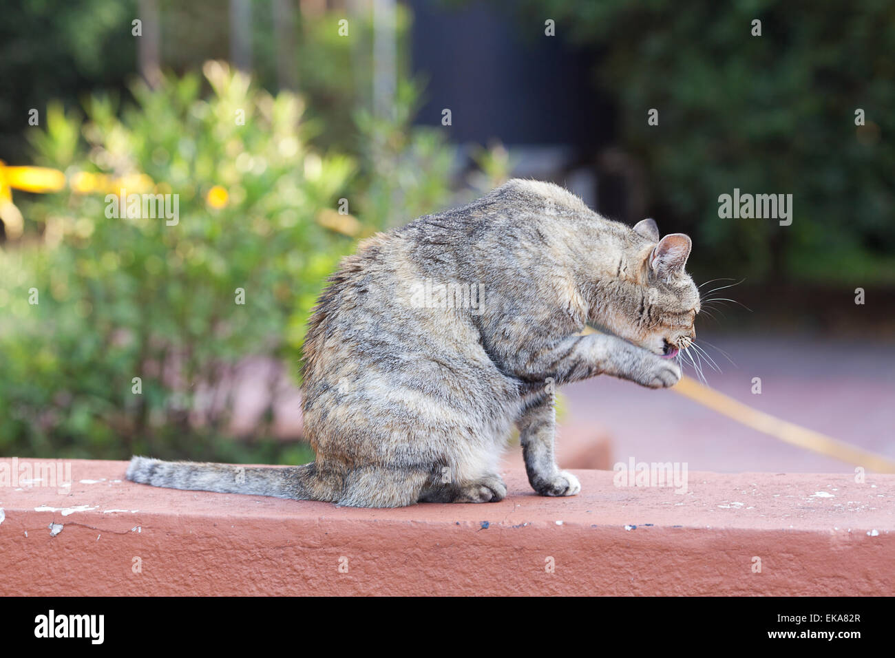 portrait of a street cat outdoor Stock Photo - Alamy