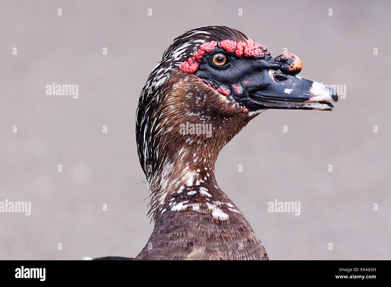 duck walking down the path at the zoo Stock Photo - Alamy