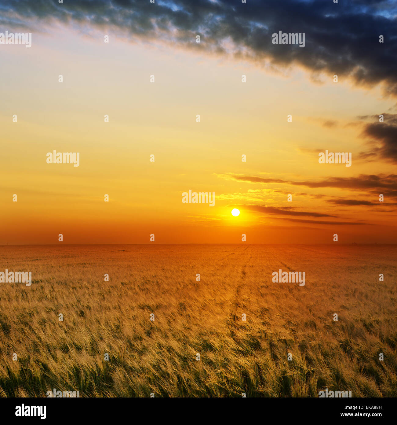 golden sunset over field with barley Stock Photo - Alamy