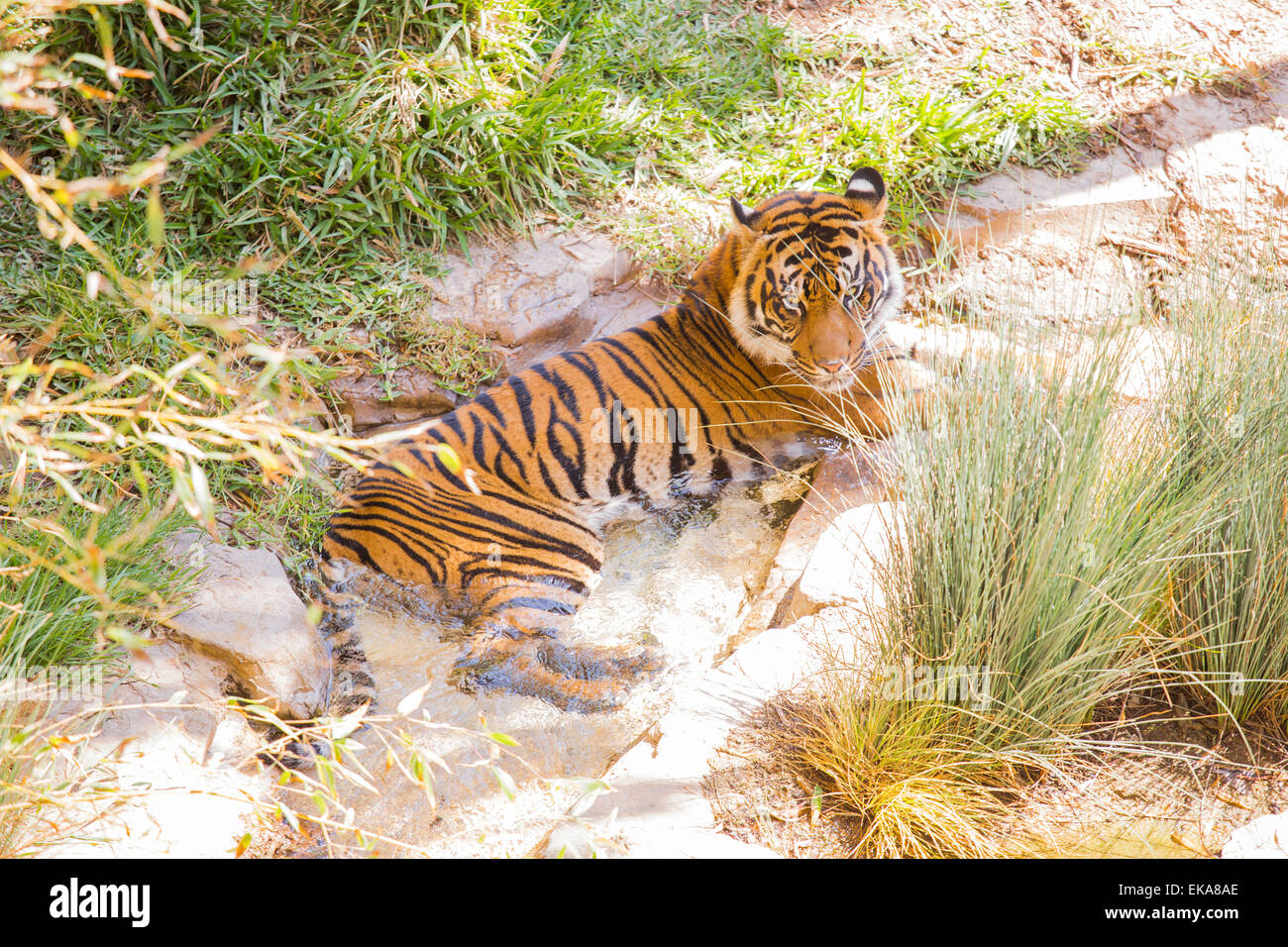 The Endangered Siberian Tiger Resting in the Cool Stream Stock Photo ...