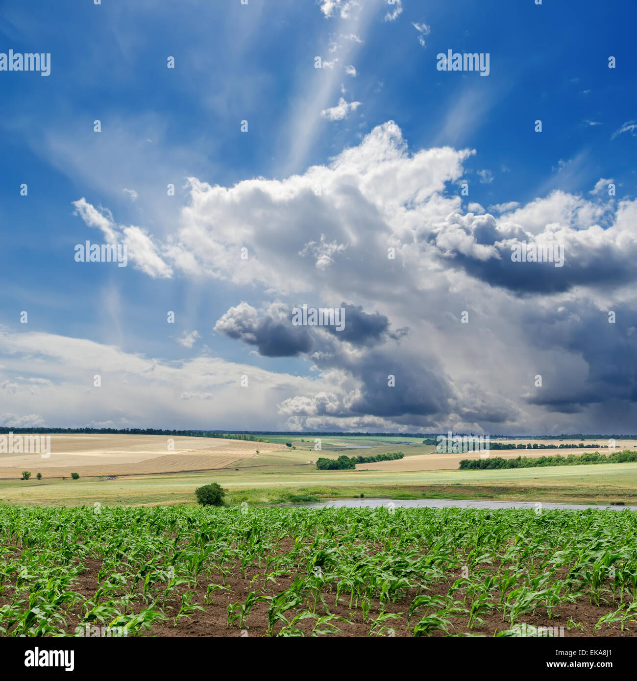 cloudy sky and green field Stock Photo - Alamy