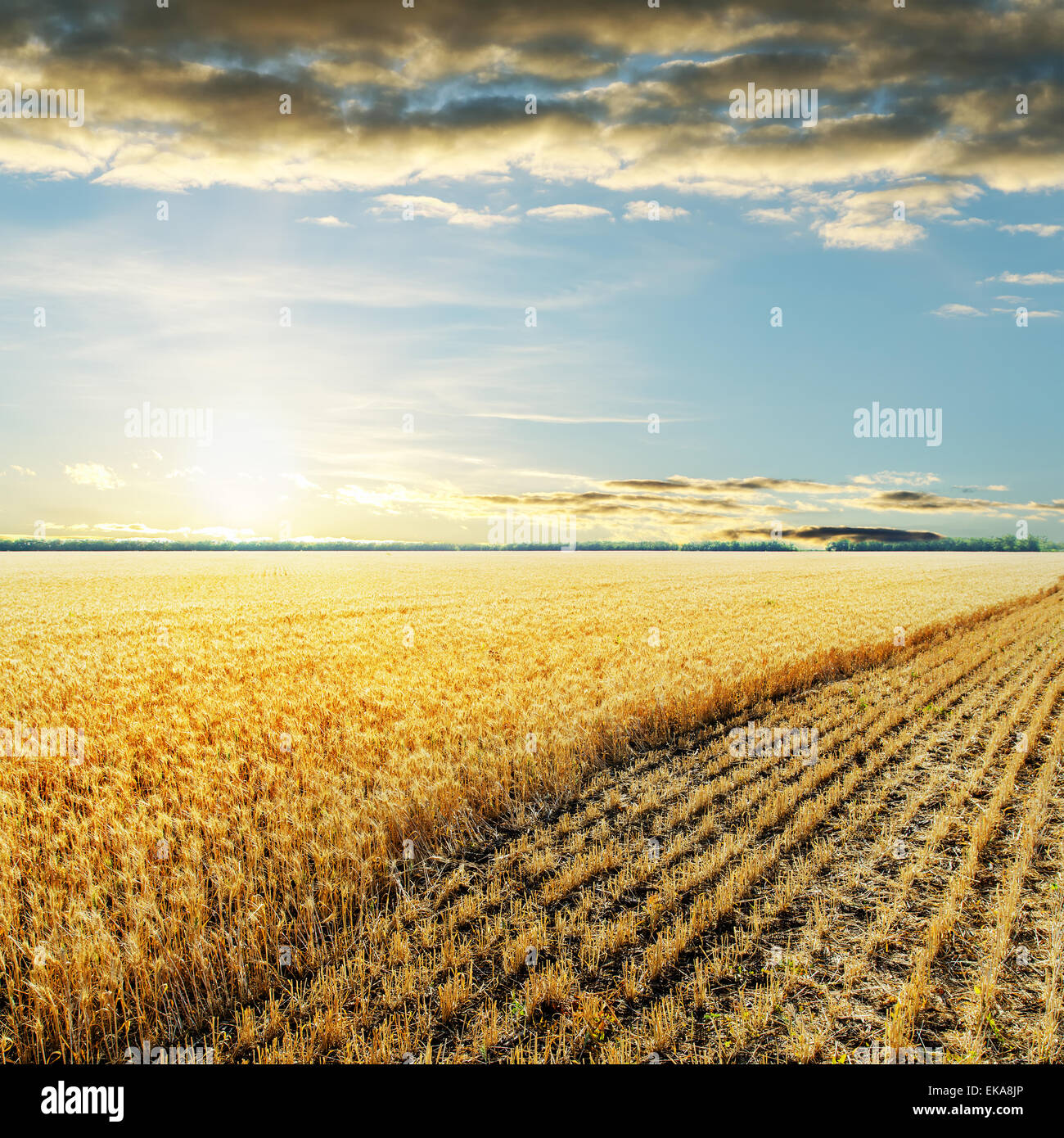 sunset over wheat field Stock Photo - Alamy
