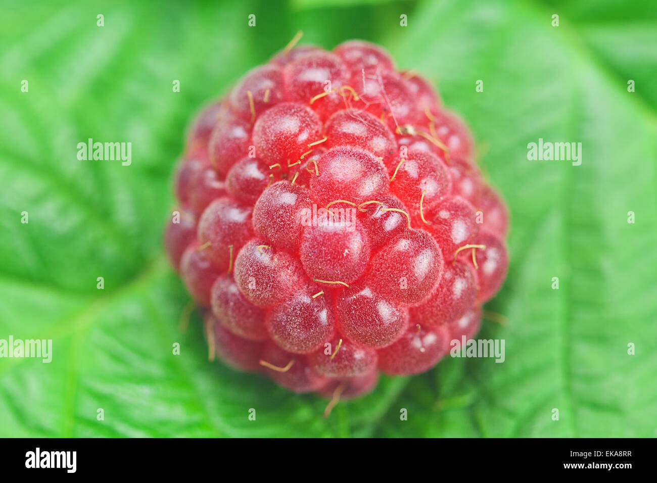 Raspberries and green leaves Stock Photo - Alamy