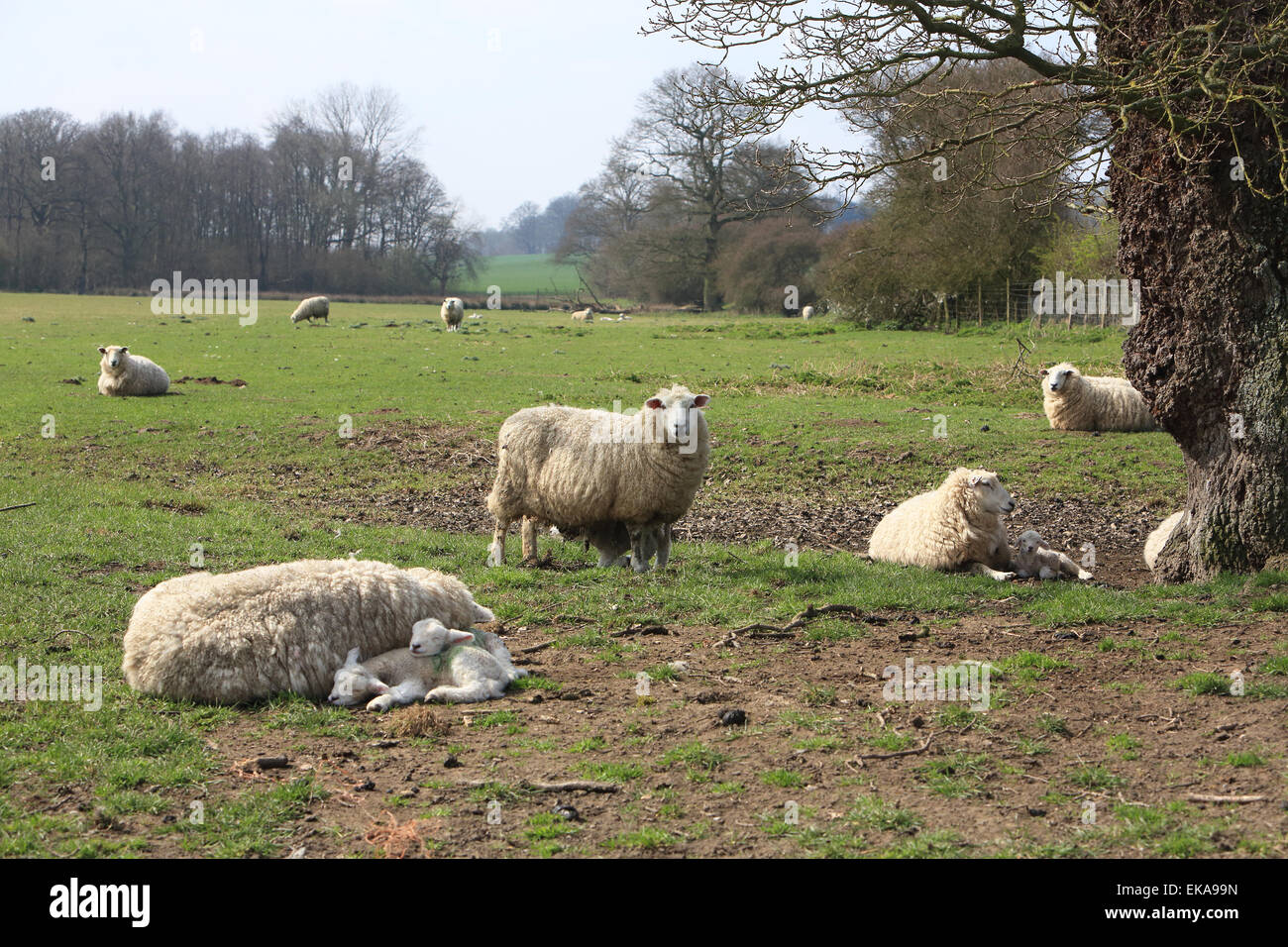 Lambing se hi-res stock photography and images - Alamy
