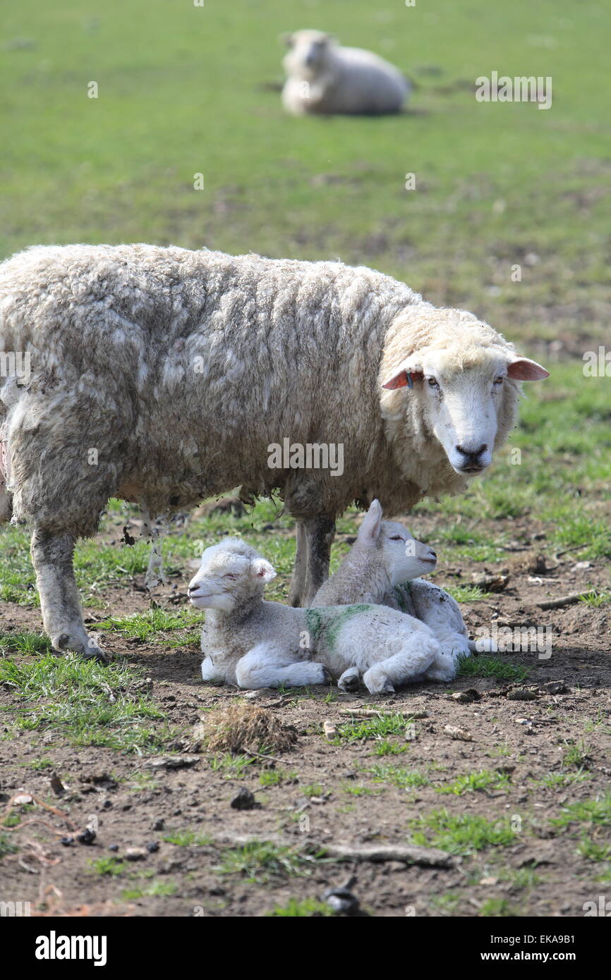 Sheep and lambs on a farm in Kent, at springtime, in SE England, UK ...