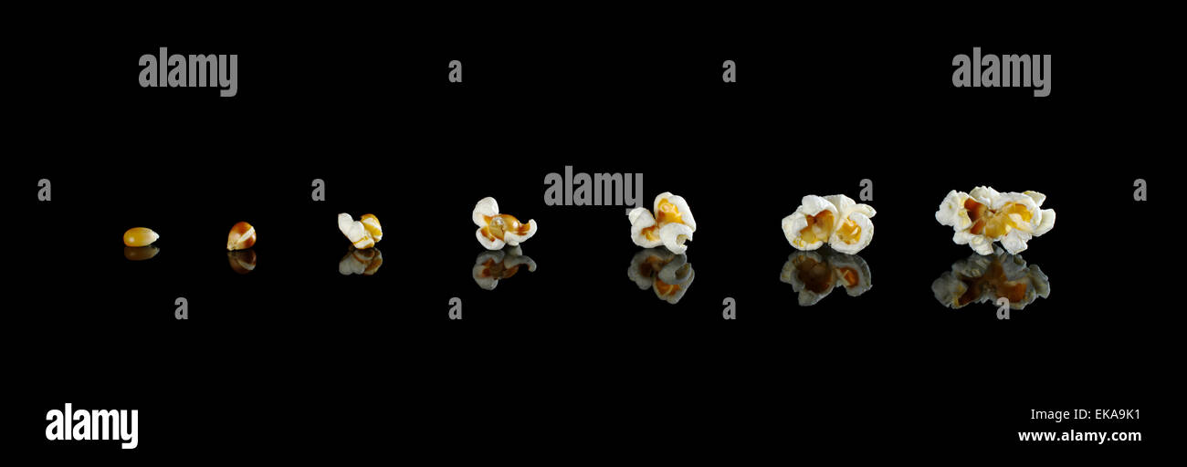 The different stages from the maize kernel to the popcorn photographed ...