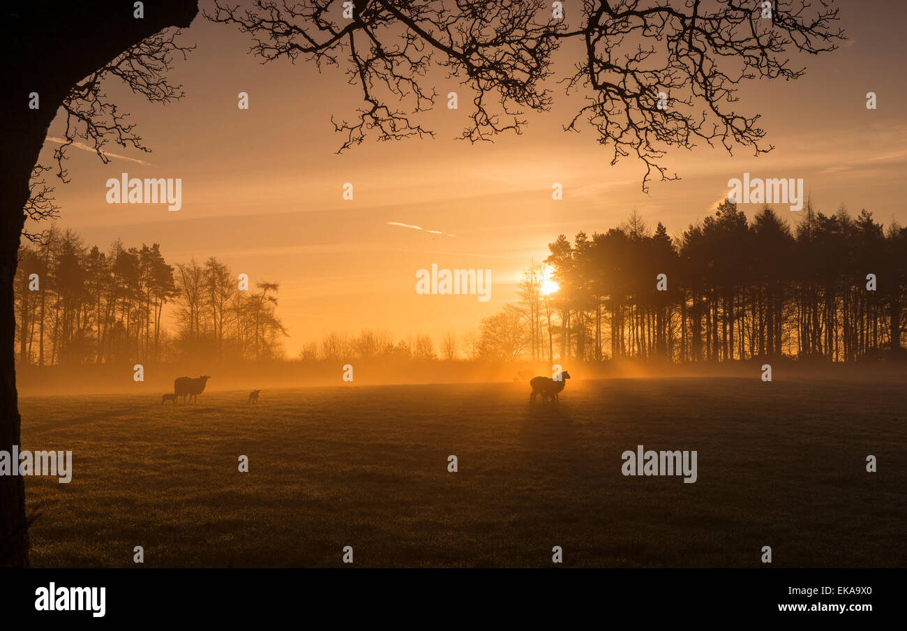 Golden light rays hi-res stock photography and images - Alamy