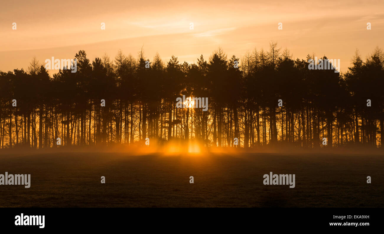 Golden morning light through trees in the Peak District, Derbyshire ...