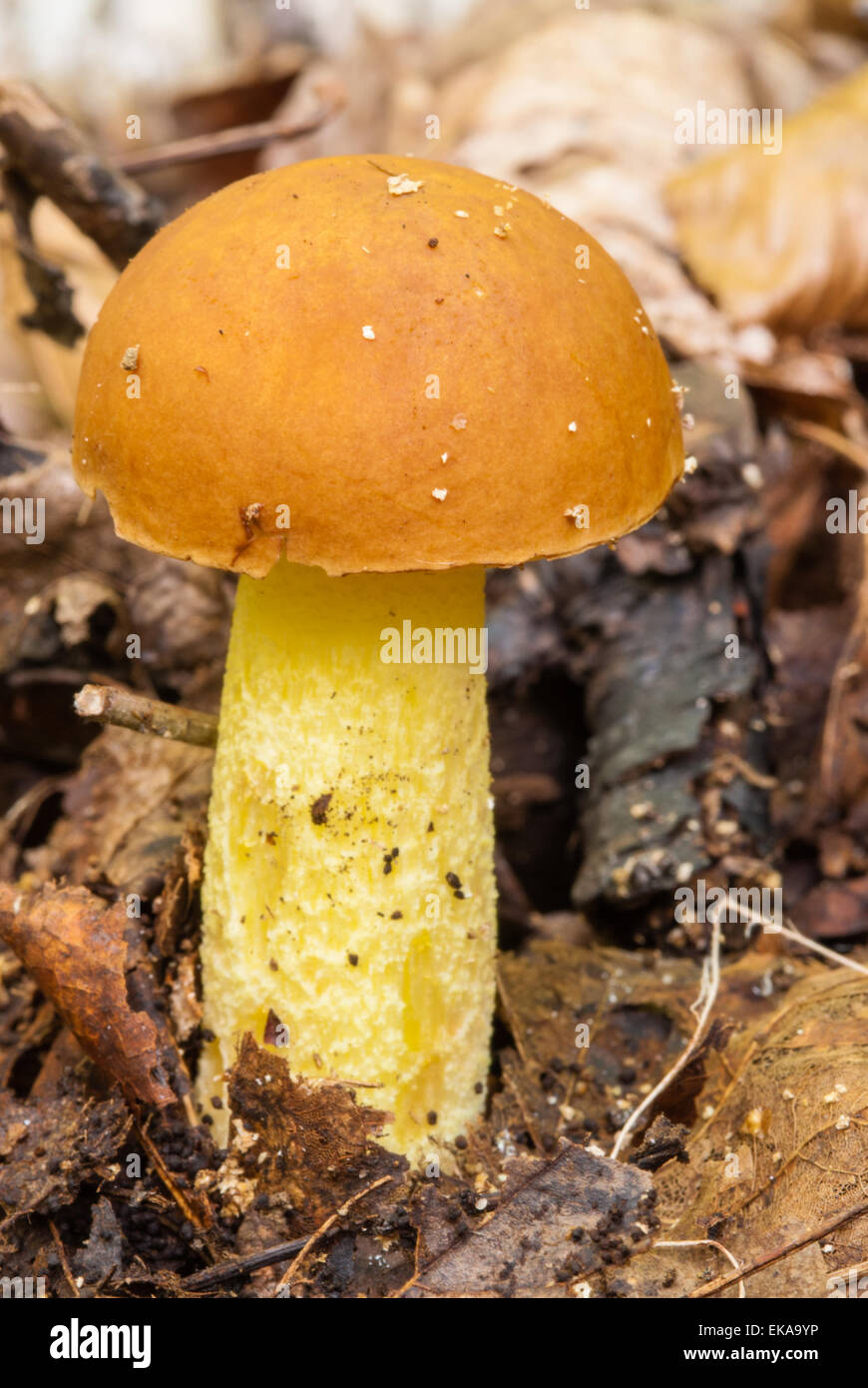 Boletus subglabripes hi-res stock photography and images - Alamy