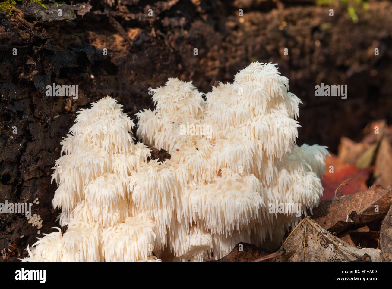 Bear’s head tooth hi-res stock photography and images - Alamy