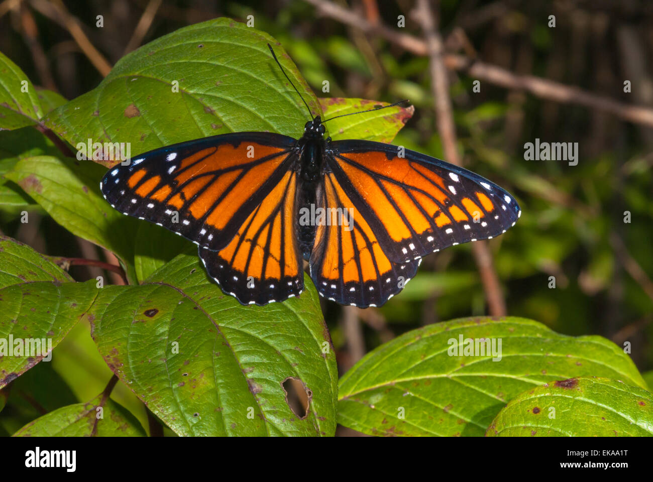 The viceroy butterfly, Limenitis archippus, a Mullerian mimic of the ...