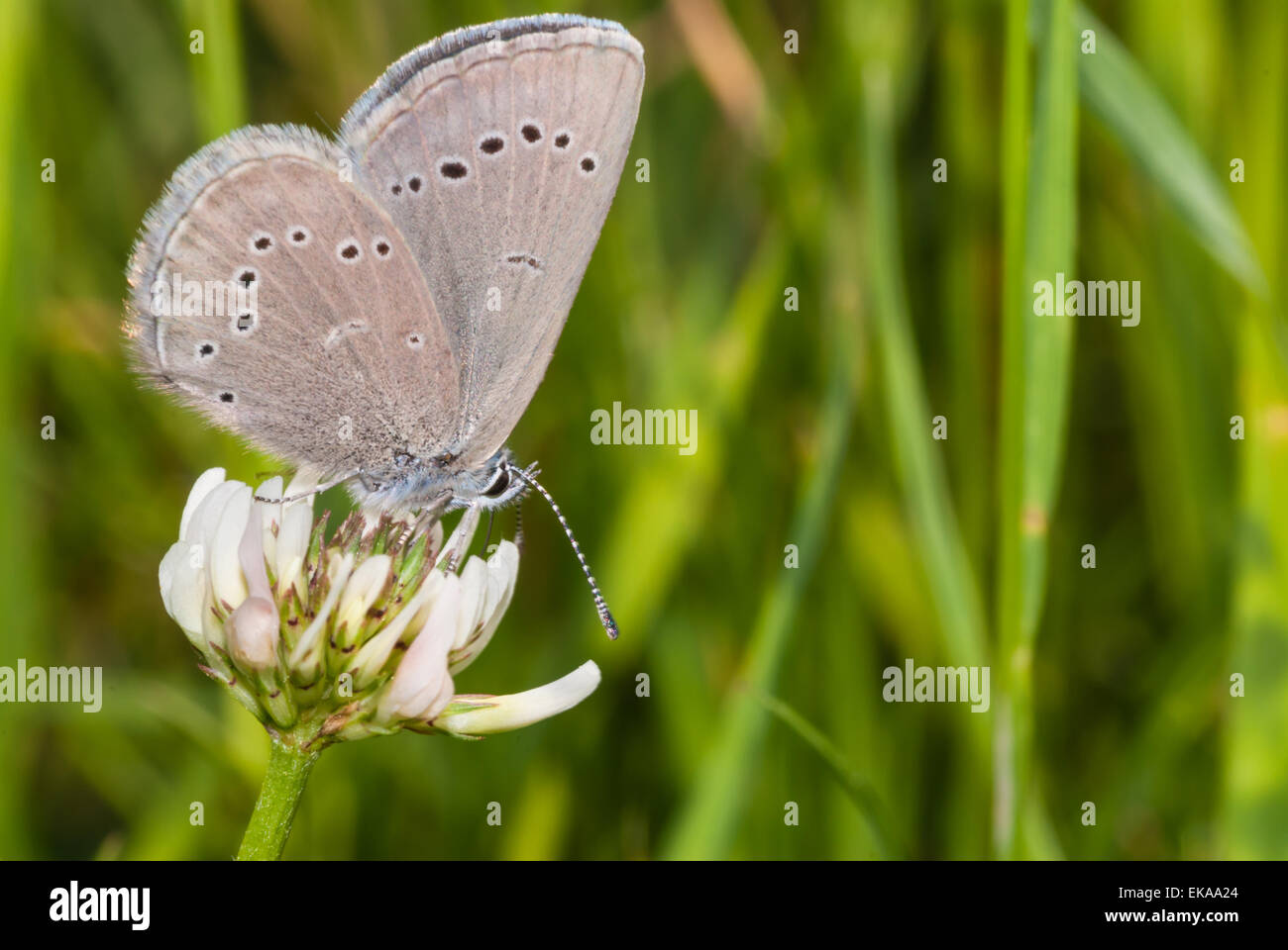 Silvery Blue Butterfly