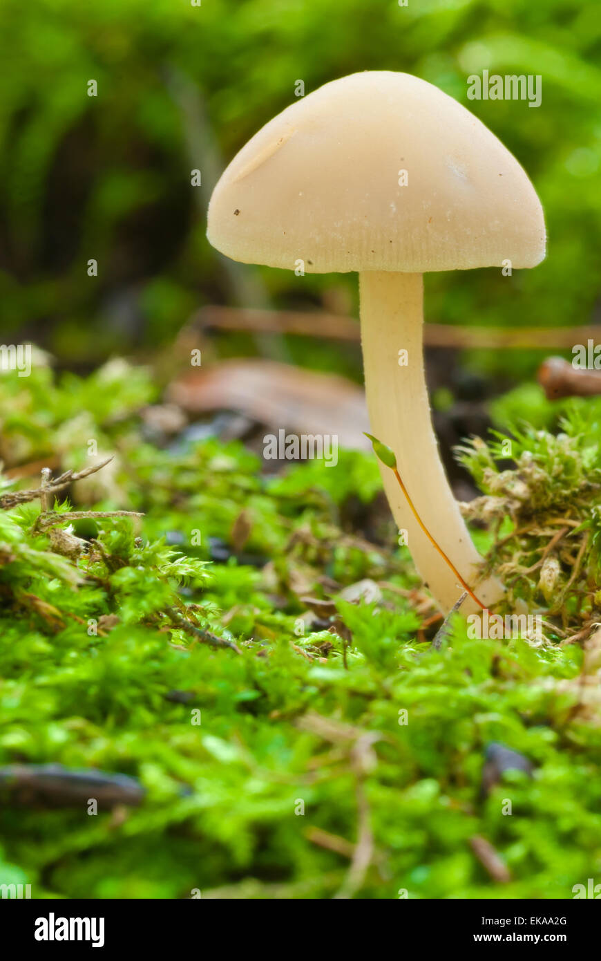 Single Hygrocybe virginea mushroom growing among moss in Little ...
