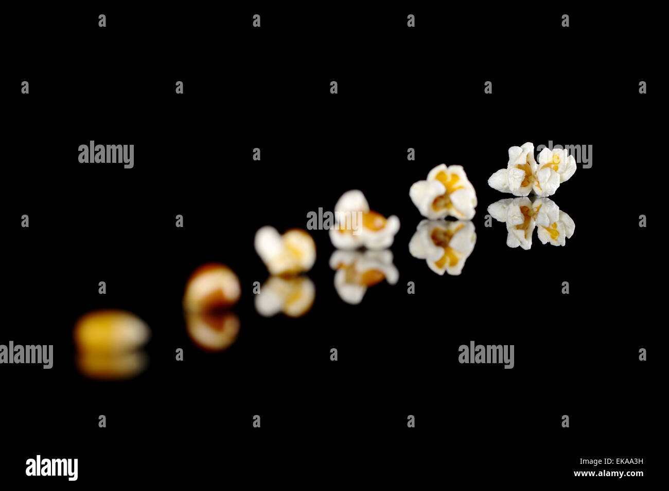 Corn growth stages hi-res stock photography and images - Alamy