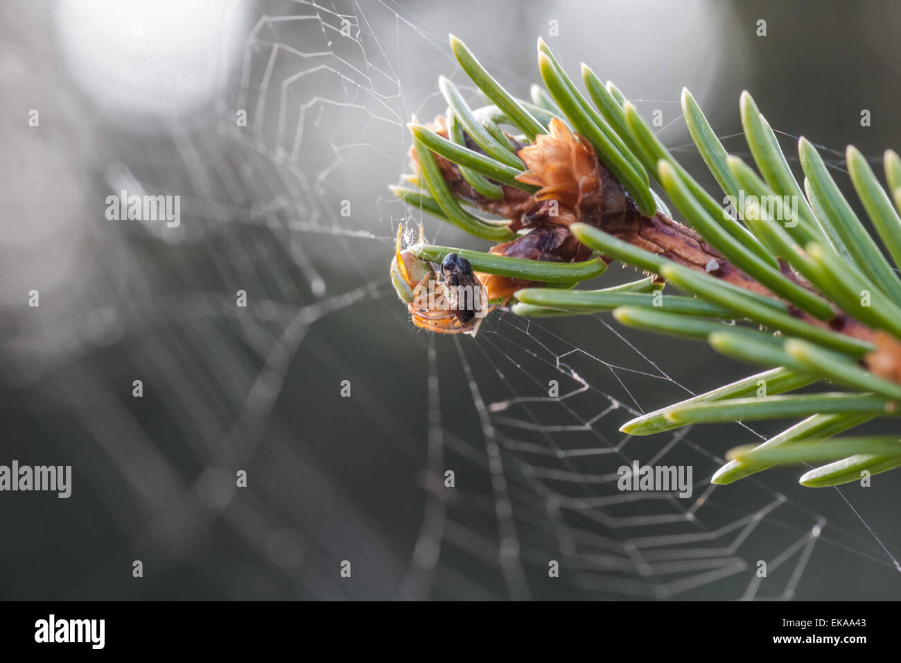Green spider caught fly. Macro Stock Photo - Alamy