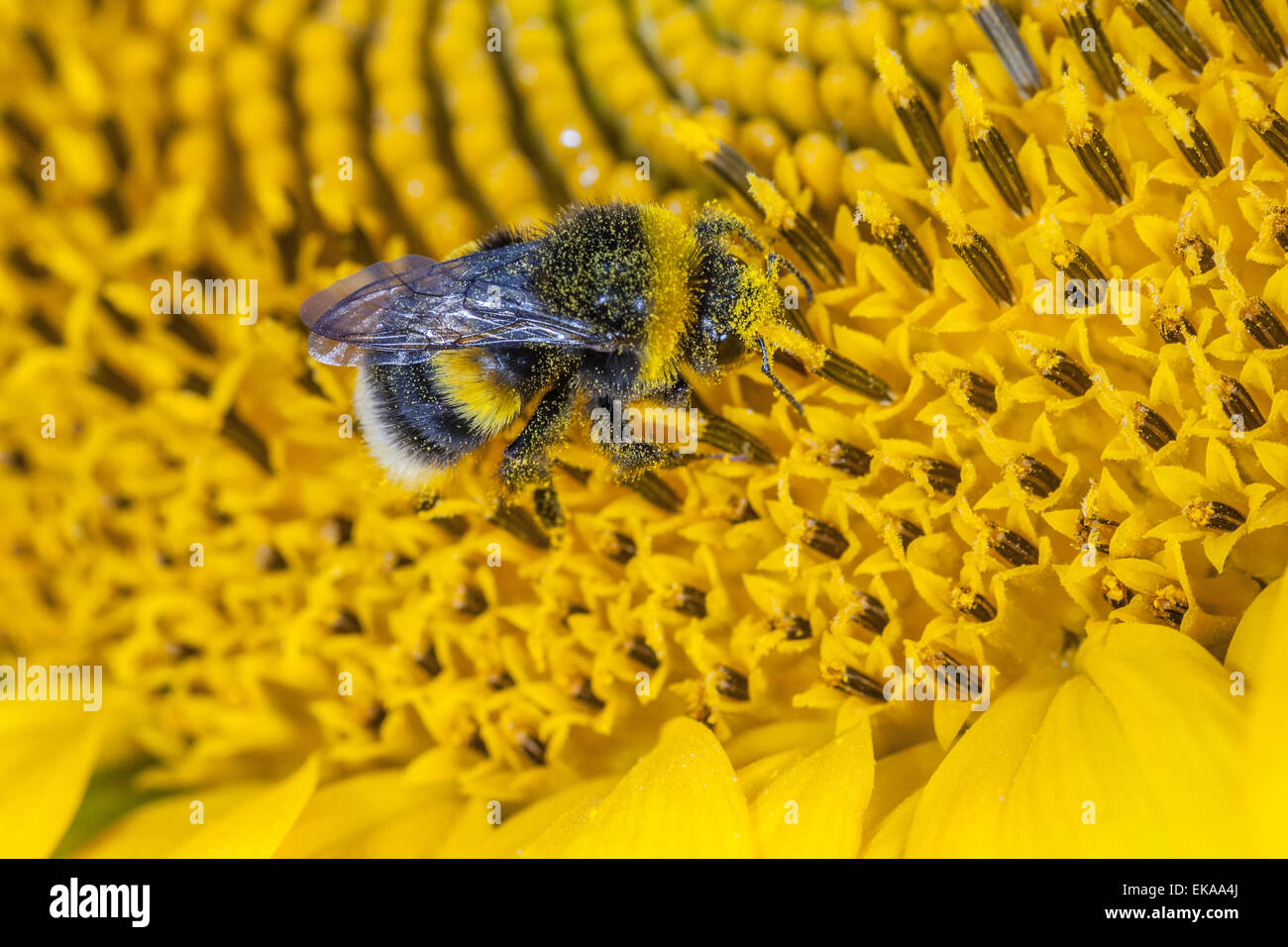 bumblebee covered in pollen on a wild flower Stock Photo - Alamy