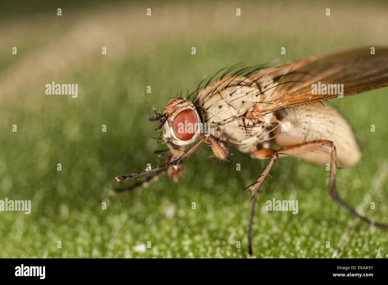 Fly eye hi-res stock photography and images - Alamy