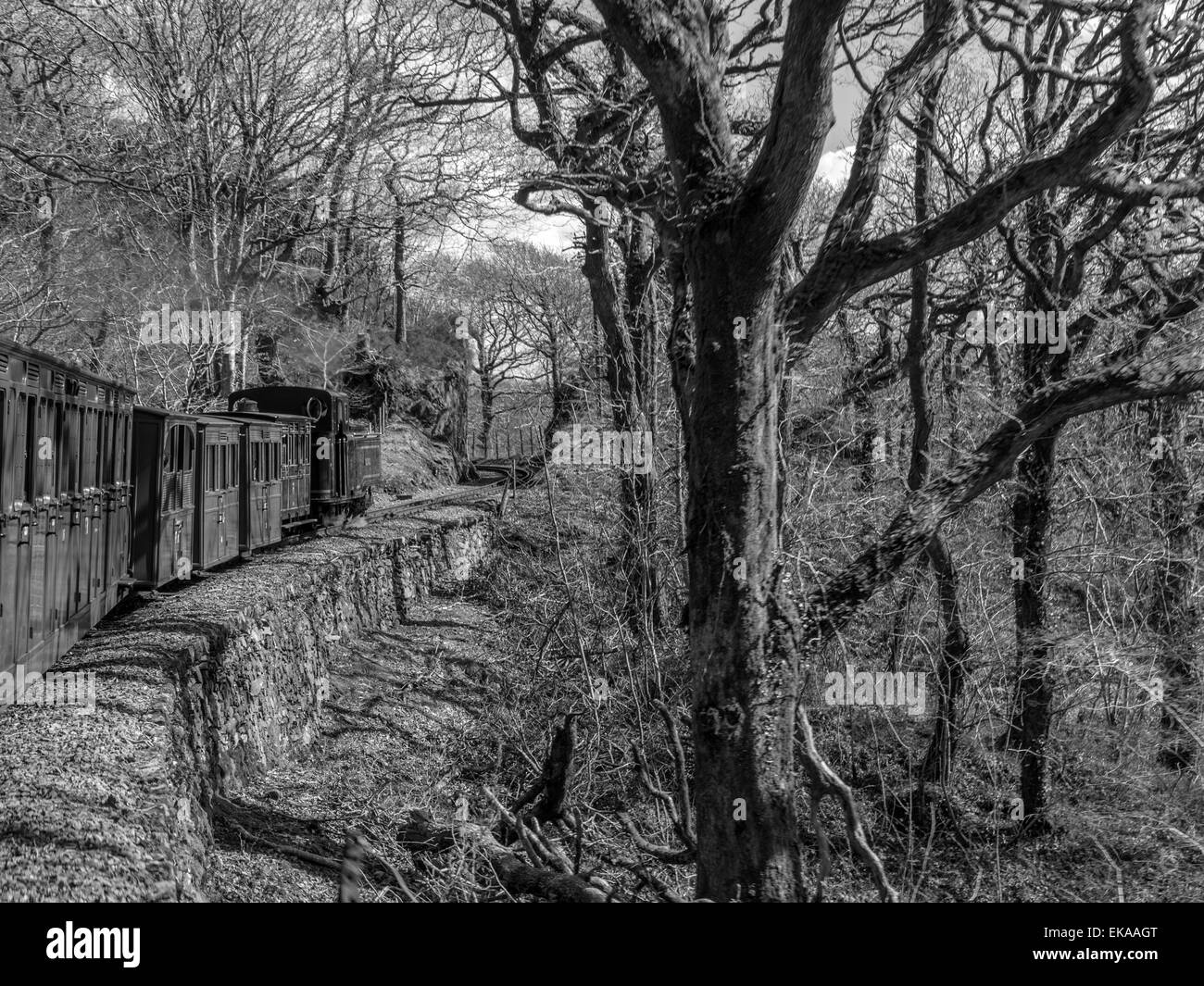 The Taliesin III, a Single Fairlie locomotive with carriages crosses ...