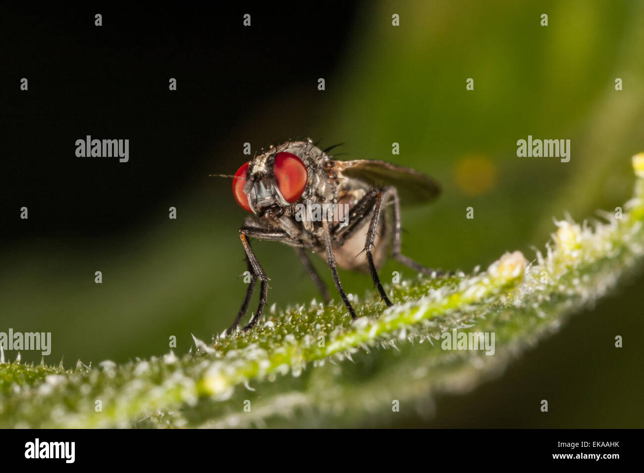 Fly eye hi-res stock photography and images - Alamy