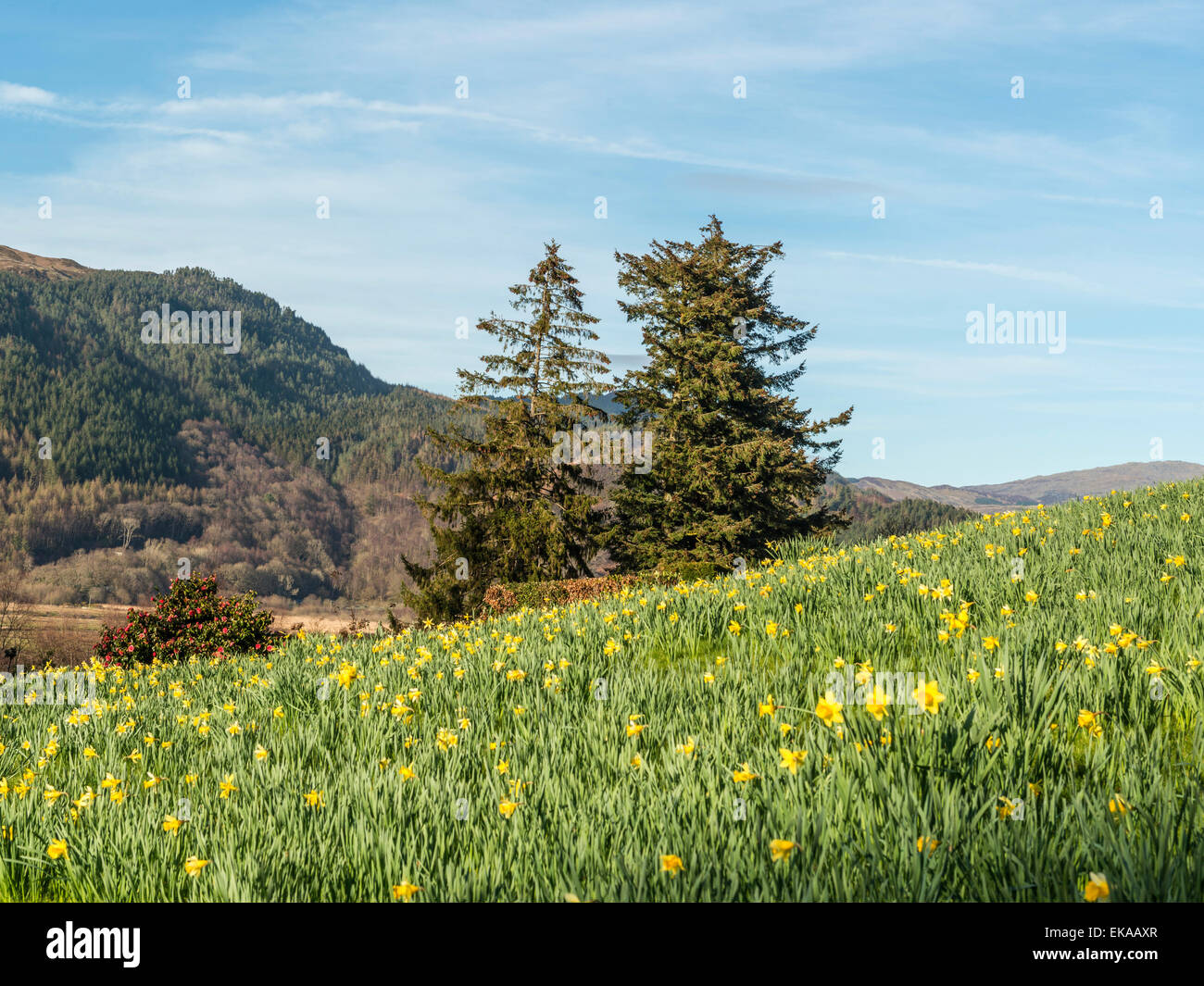 Welsh Landscape, depicting spring daffodil in bloom at Penmaenpool ...