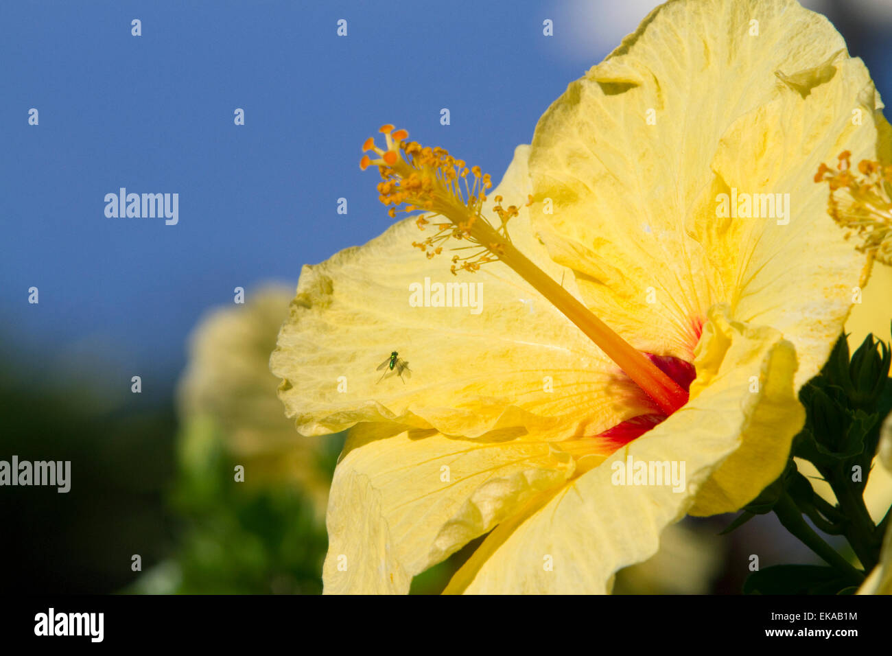 Yellow hibiscus flower in Hawaii, USA Stock Photo - Alamy