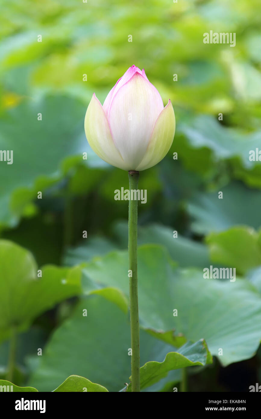 Indian lotus (Nelumbo nucifera) in a pond in Australia Stock Photo - Alamy