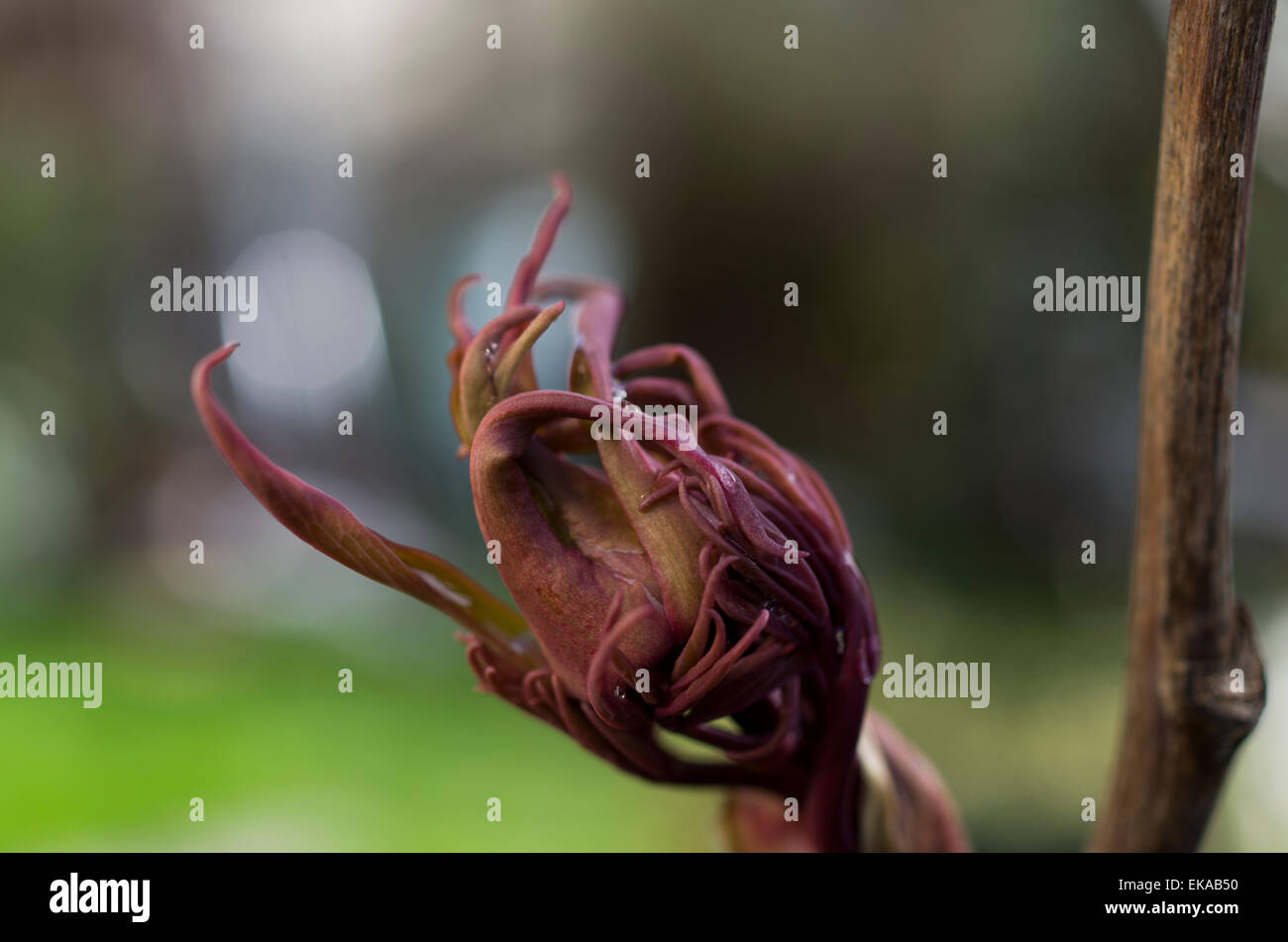 Mu Dan Pi High Resolution Stock Photography and Images - Alamy