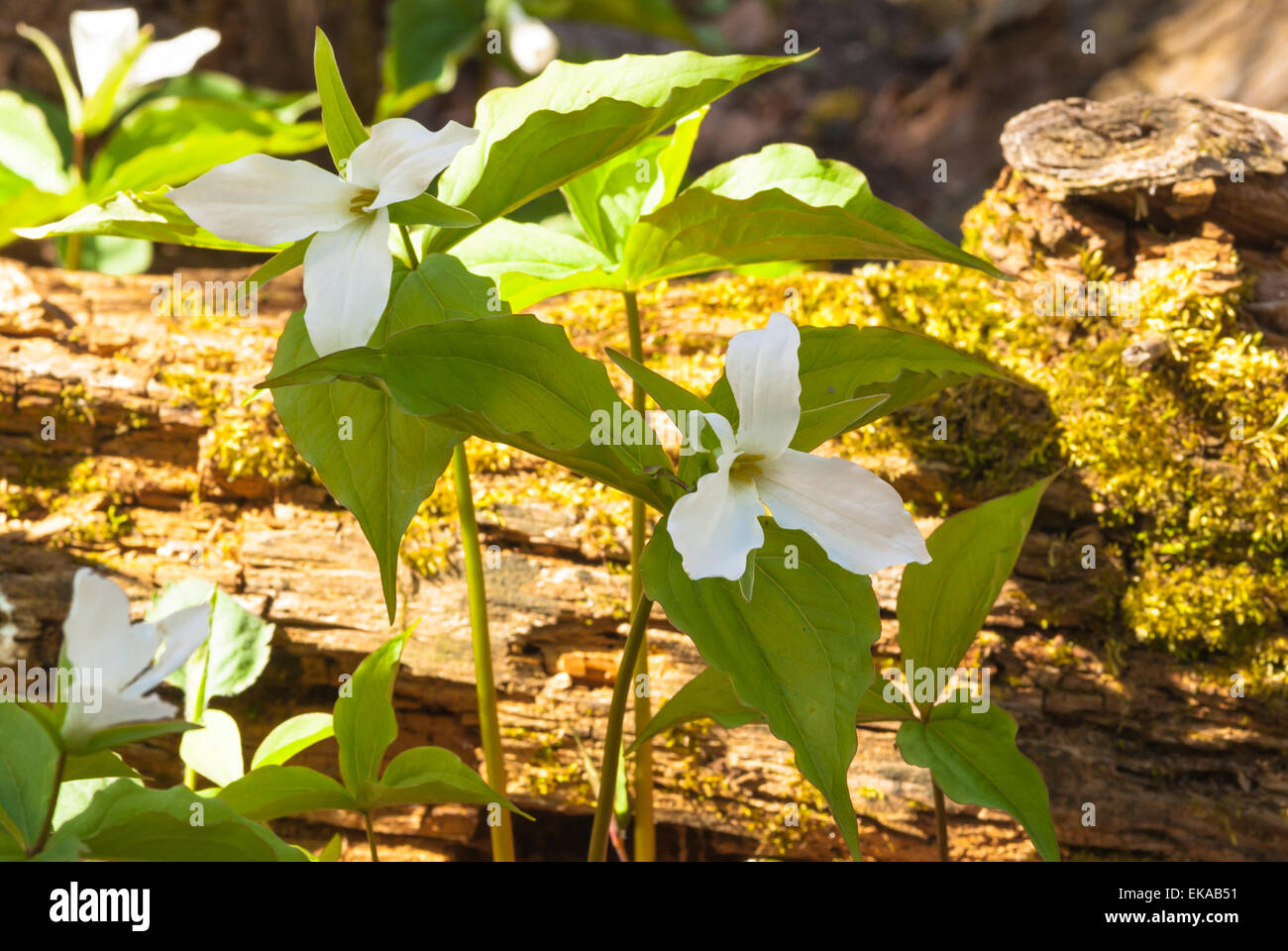 White trilliums, Trillium grandiflorum, growing in the spring sunlight ...