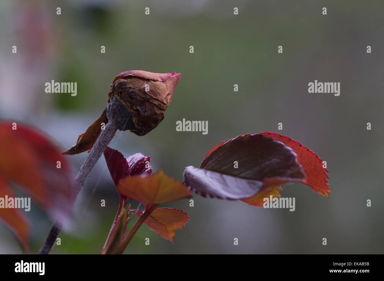 Dead rose decaying with beautiful colours Stock Photo - Alamy