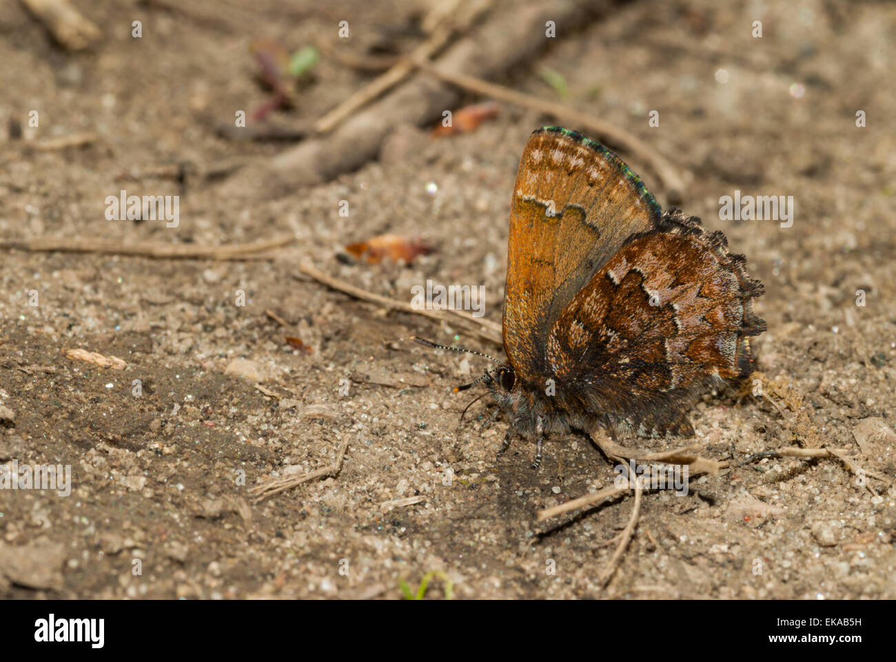Elfin butterfly hi-res stock photography and images - Alamy
