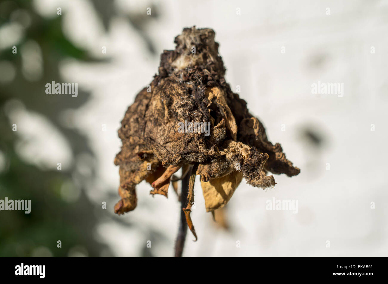 Dead rose decaying with beautiful colours Stock Photo - Alamy