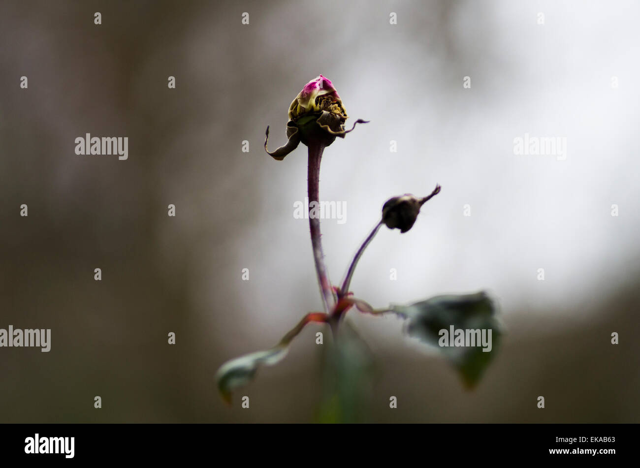 Dead rose decaying with beautiful colours Stock Photo - Alamy