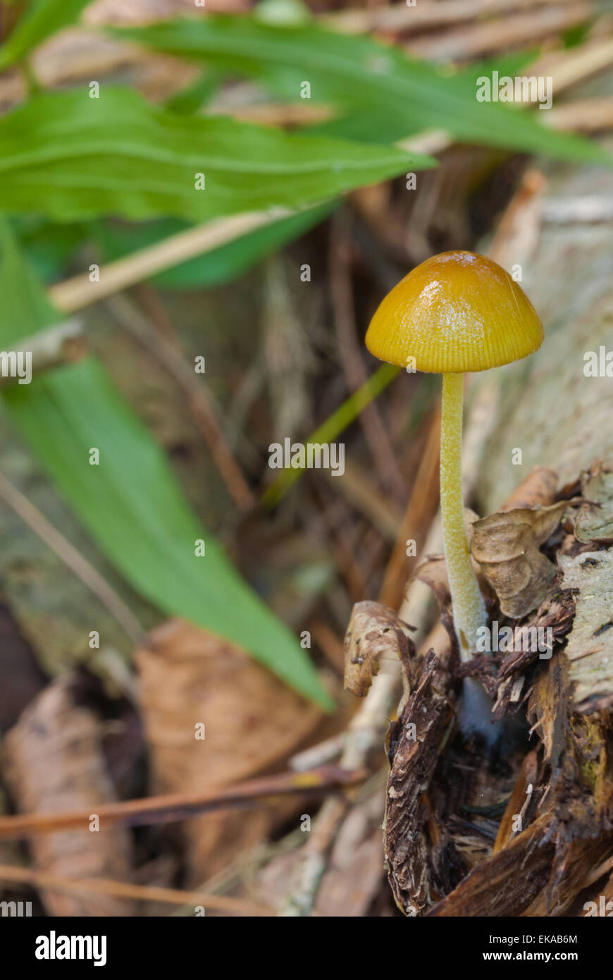 Pluteus admirabilis hi-res stock photography and images - Alamy