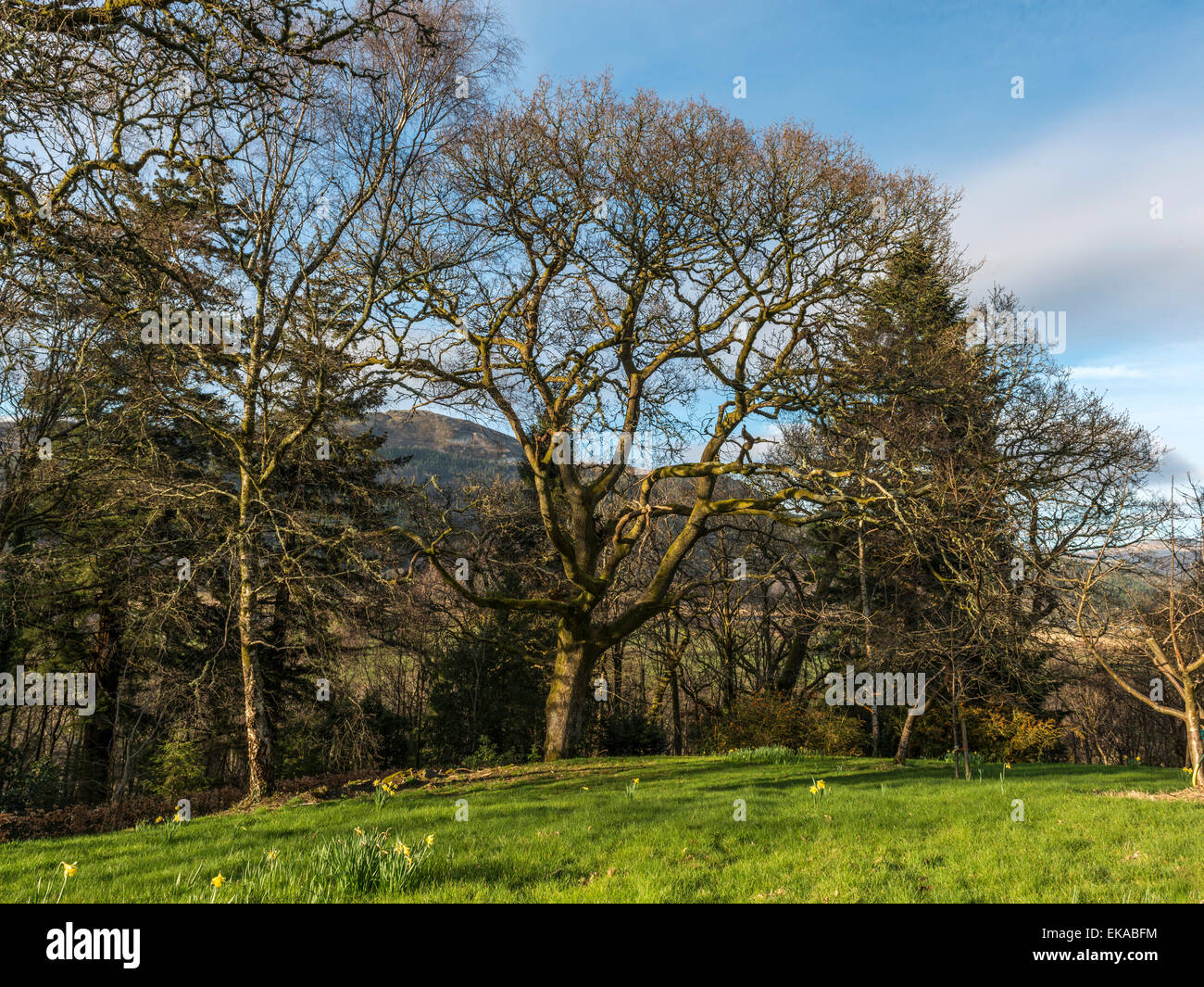 Welsh Landscape, depicting spring daffodil in bloom at Penmaenpool in ...
