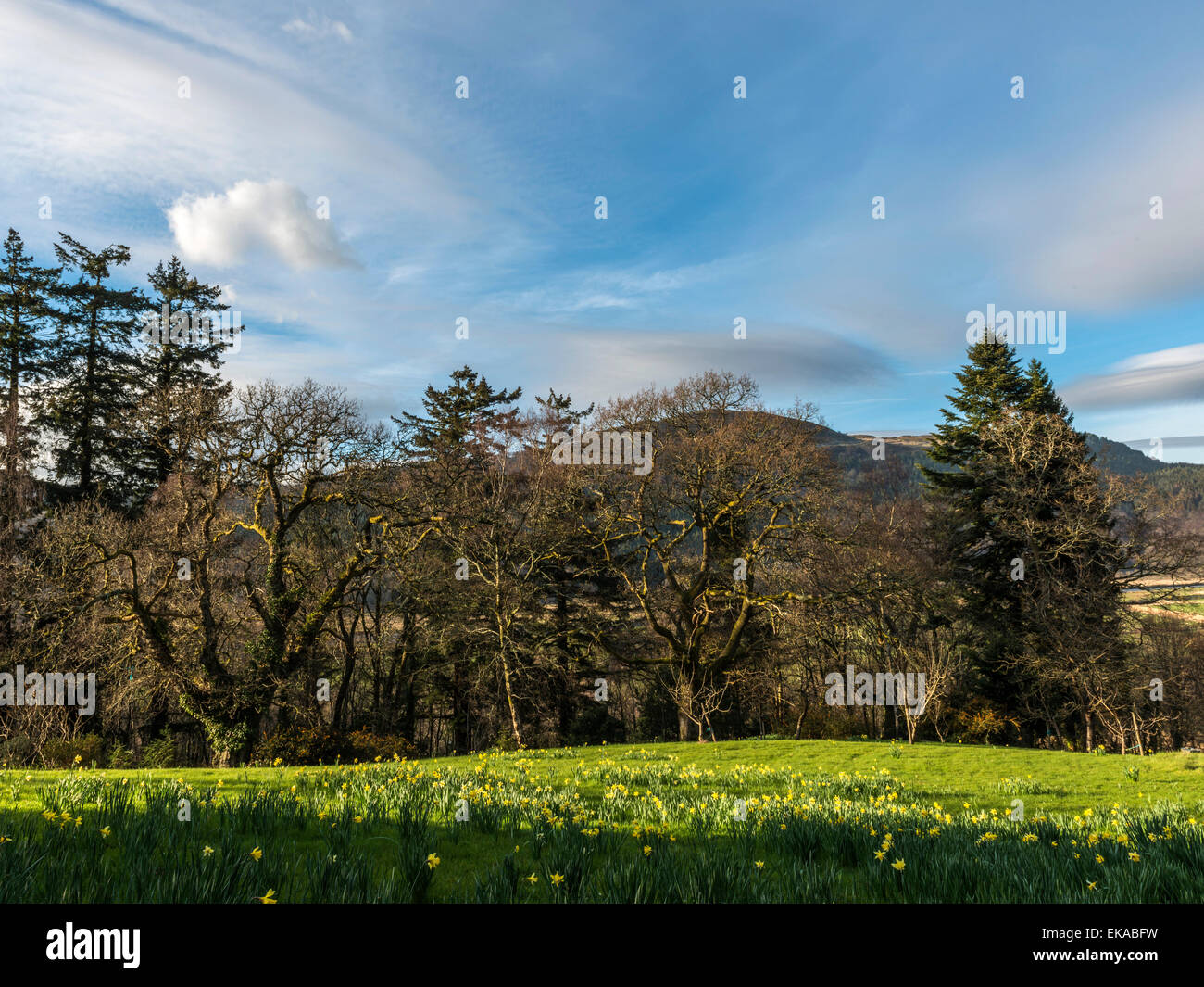 Welsh Landscape, depicting spring daffodil in bloom at Penmaenpool in ...